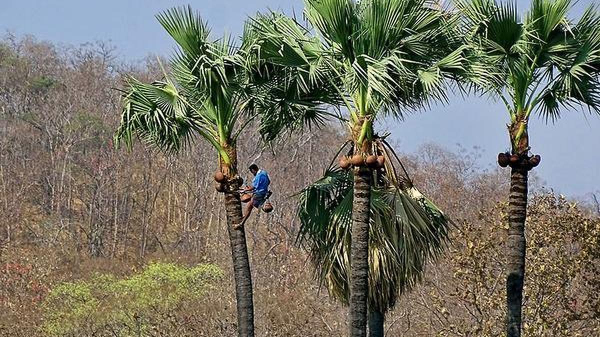 CM announces sops for toddy-tapper community - The Hindu