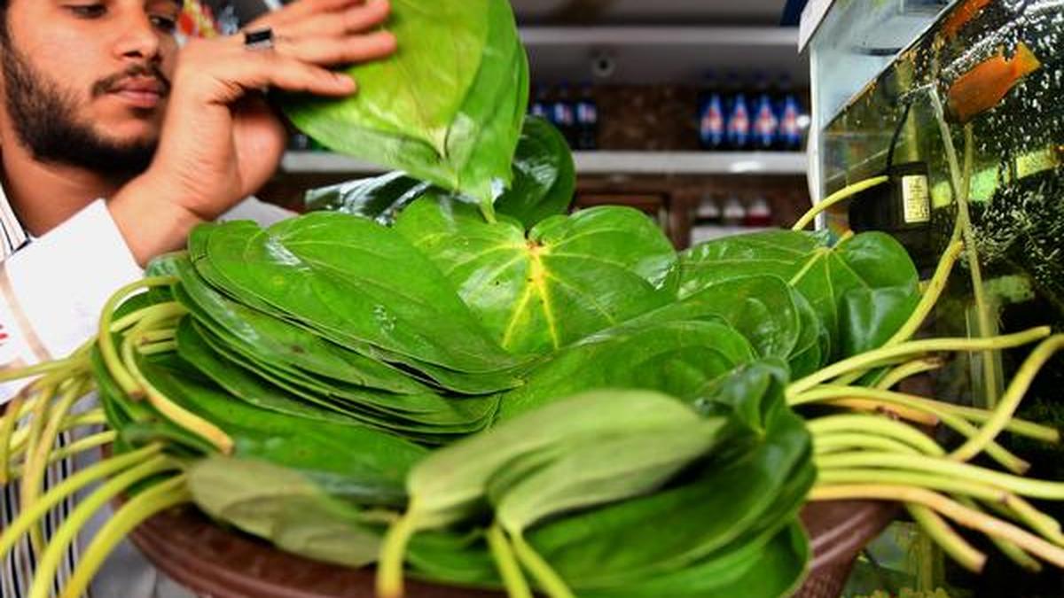 Calcutta Paan price rise leaves a bitter taste - The Hindu