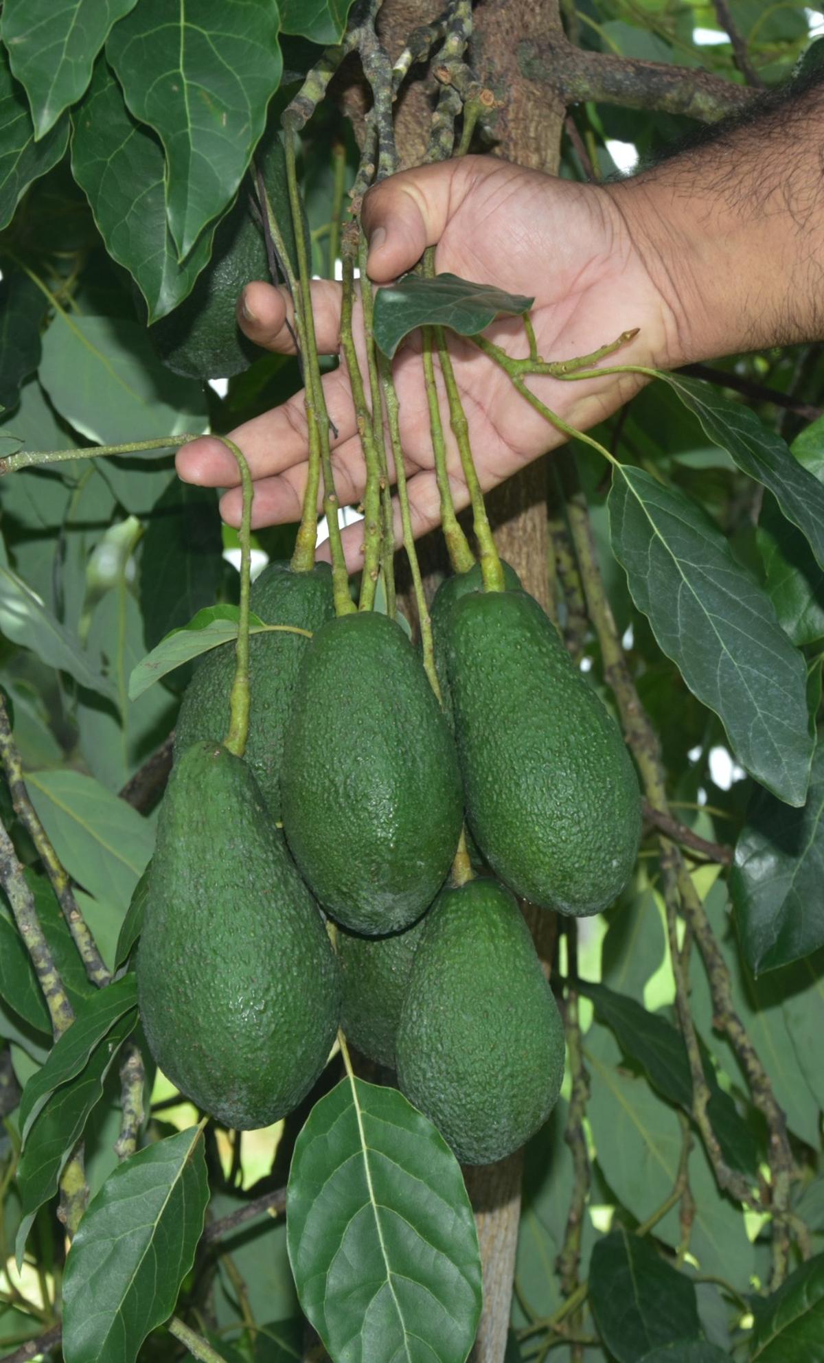 How cultivation of non-native fruits is giving exceptional returns in ...