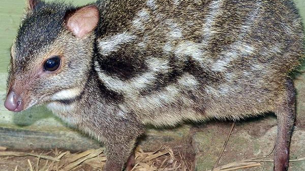 From zoo to the wilderness - The Hindu