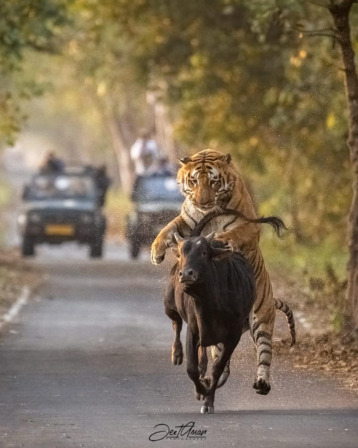 Hyderabad wildlife photographer captures rare moment from UP tiger ...