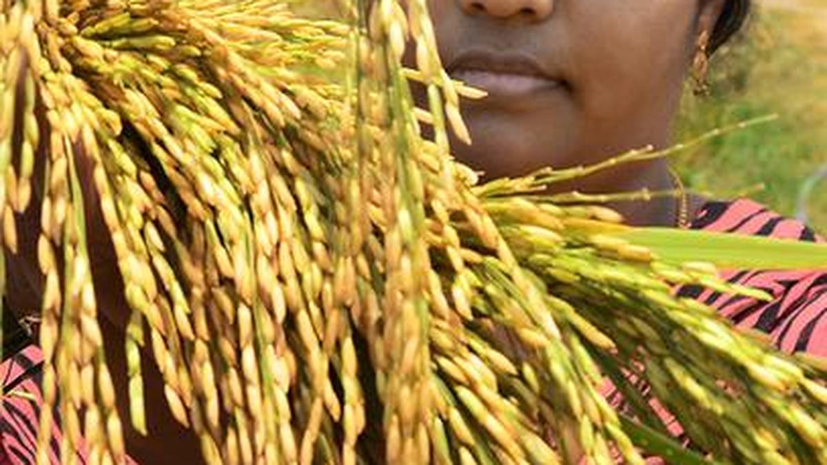 Telangana Sona rice can emerge as a new, healthy food preference - The ...