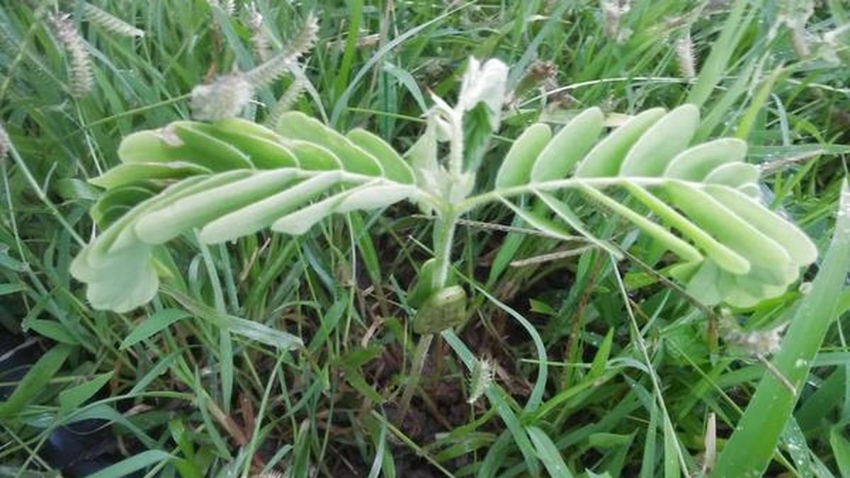 Biofencing mooted for seedlings of seed balls - The Hindu