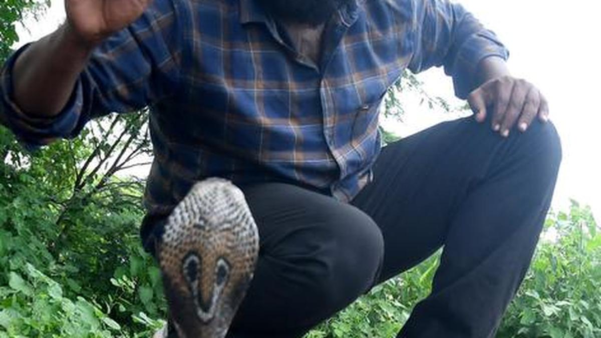 Engineer turns snake-rescuer - The Hindu