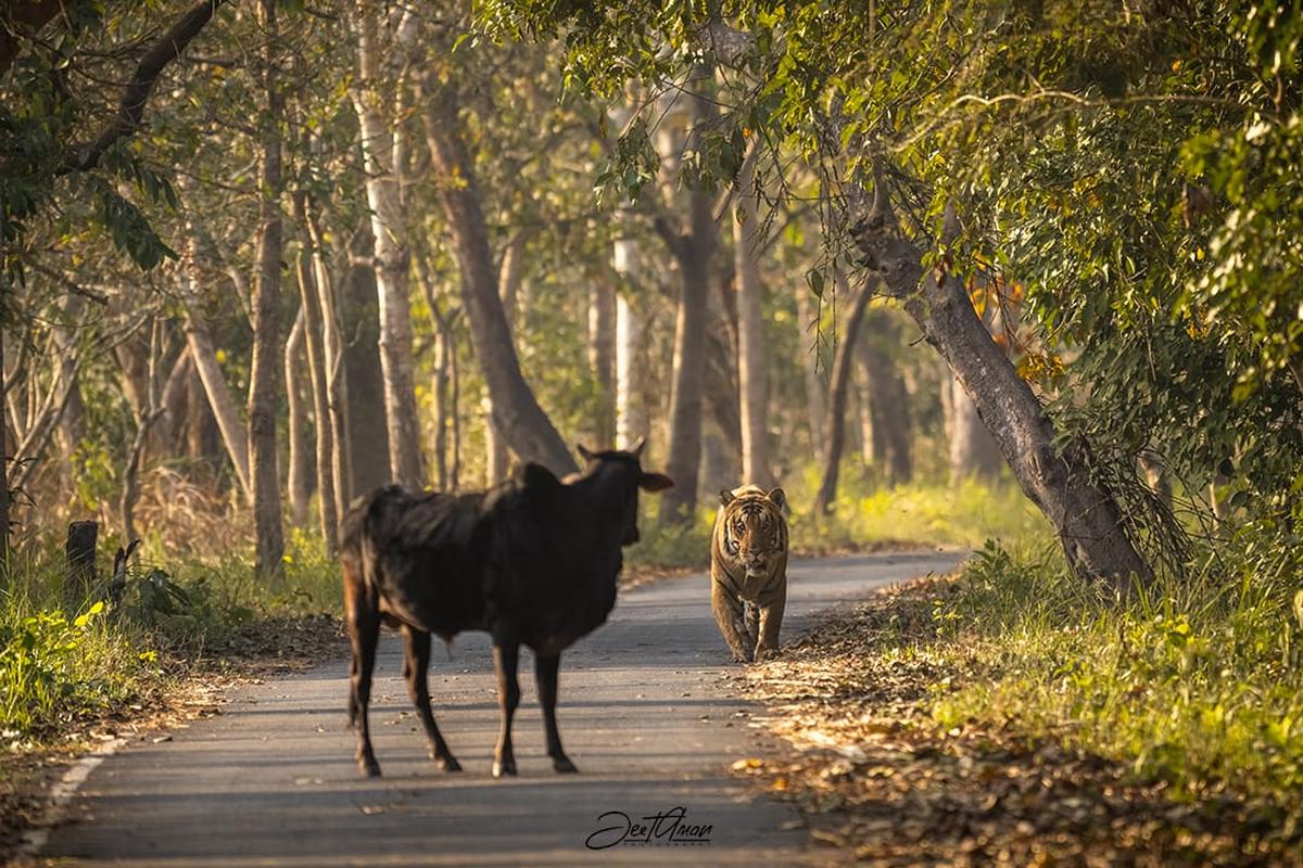 Hyderabad wildlife photographer captures rare moment from UP tiger ...