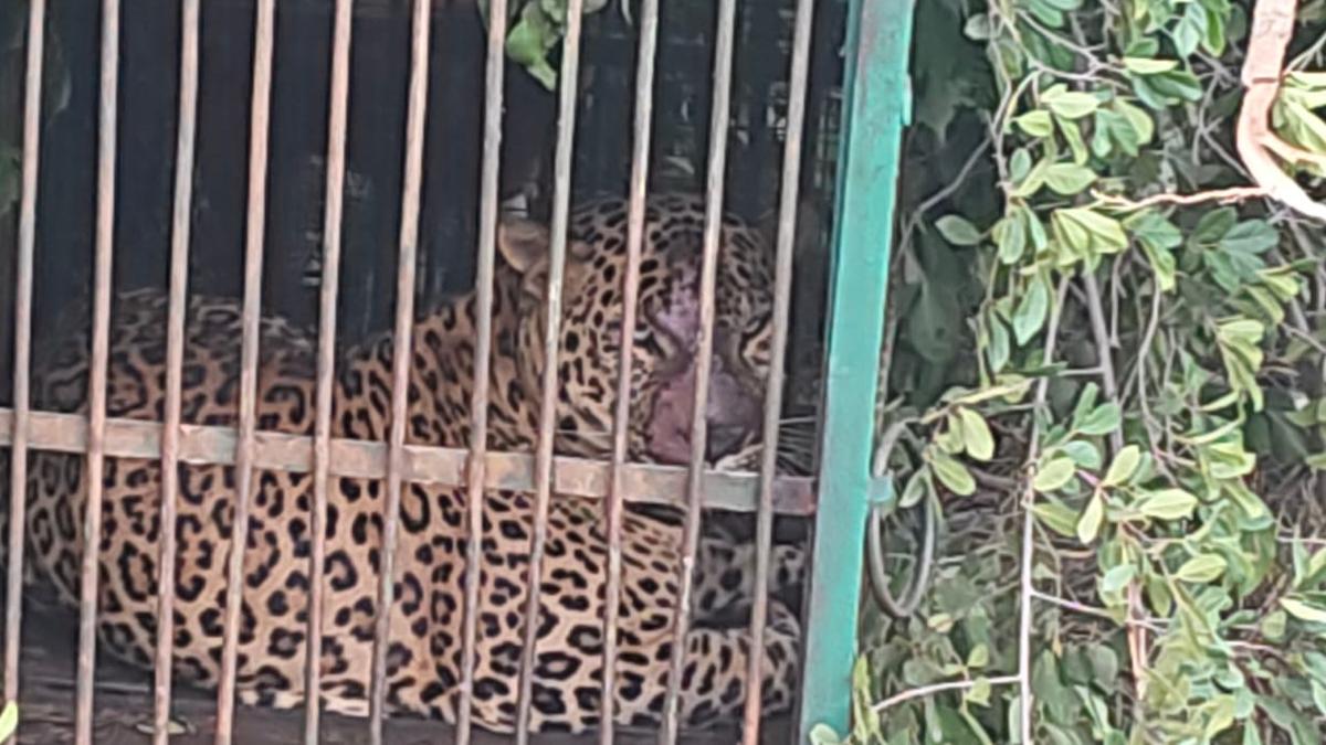 Elusive leopard captured by foresters in Hyderabad - The Hindu