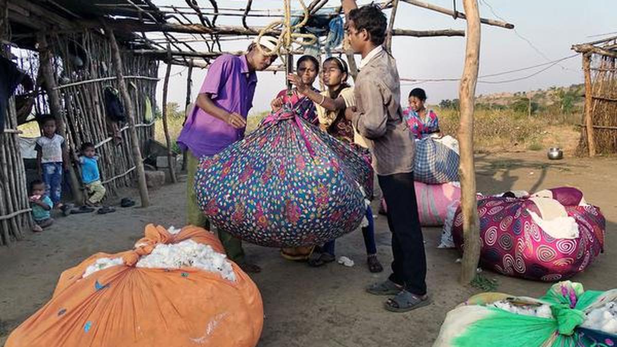 Cotton price keeps sliding down in Adilabad district - The Hindu