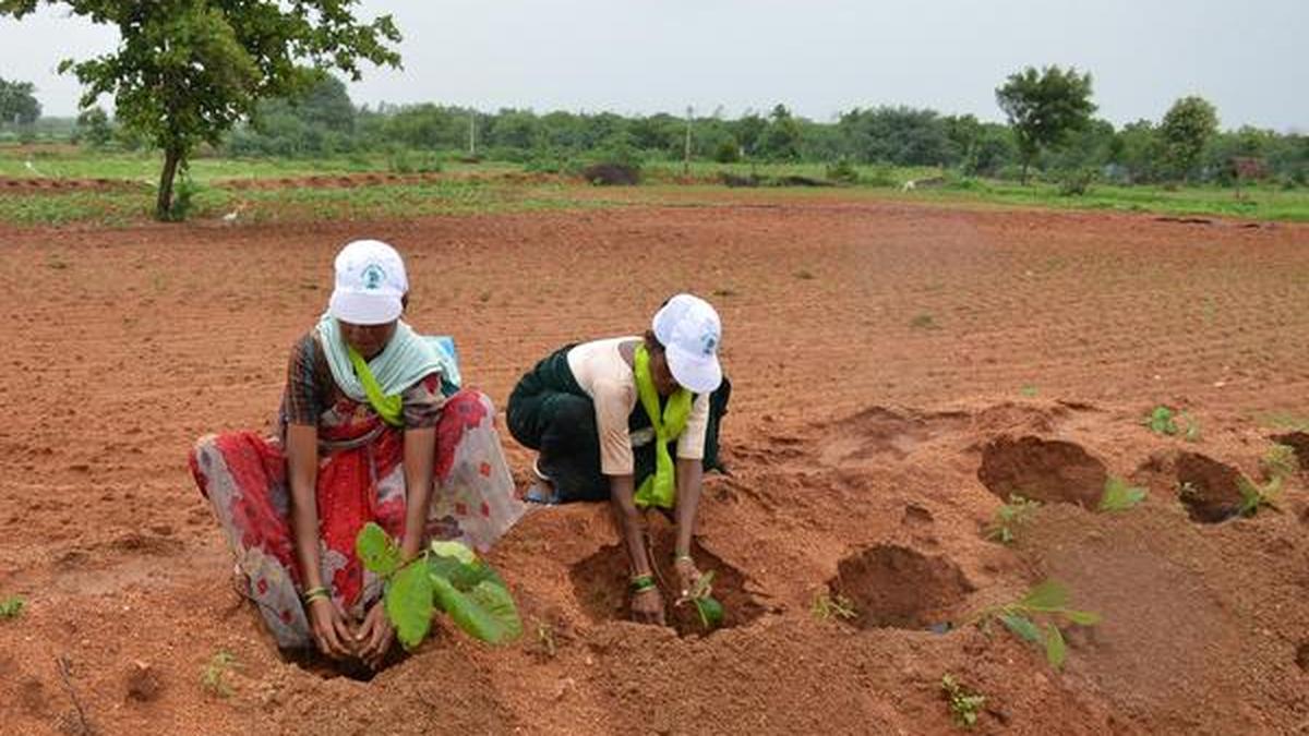 Bund plantation to be taken up in Siddipet on a large scale - The Hindu