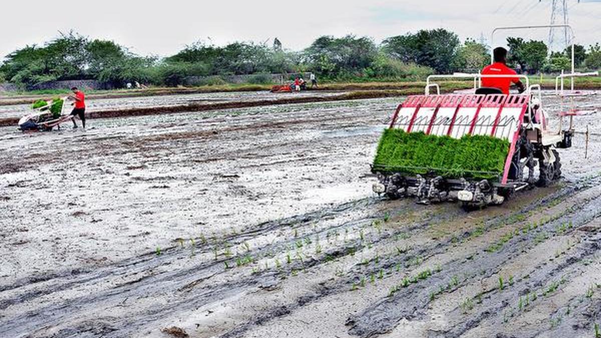 Learning the pros and cons of shifting to paddy transplanters - The Hindu