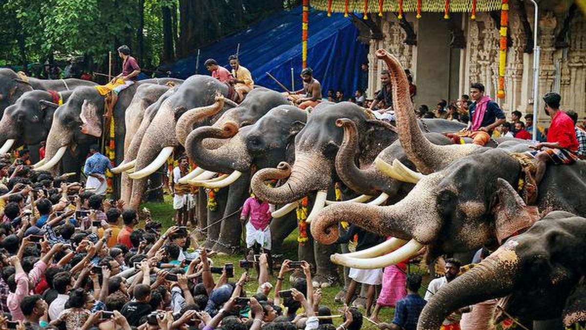 Captive elephants under stress: CCMB study - The Hindu