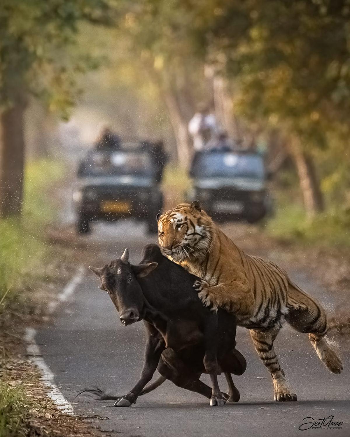 Hyderabad wildlife photographer captures rare moment from UP tiger ...