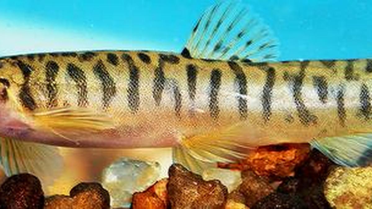 New fish species found in Kawal Tiger Reserve - The Hindu