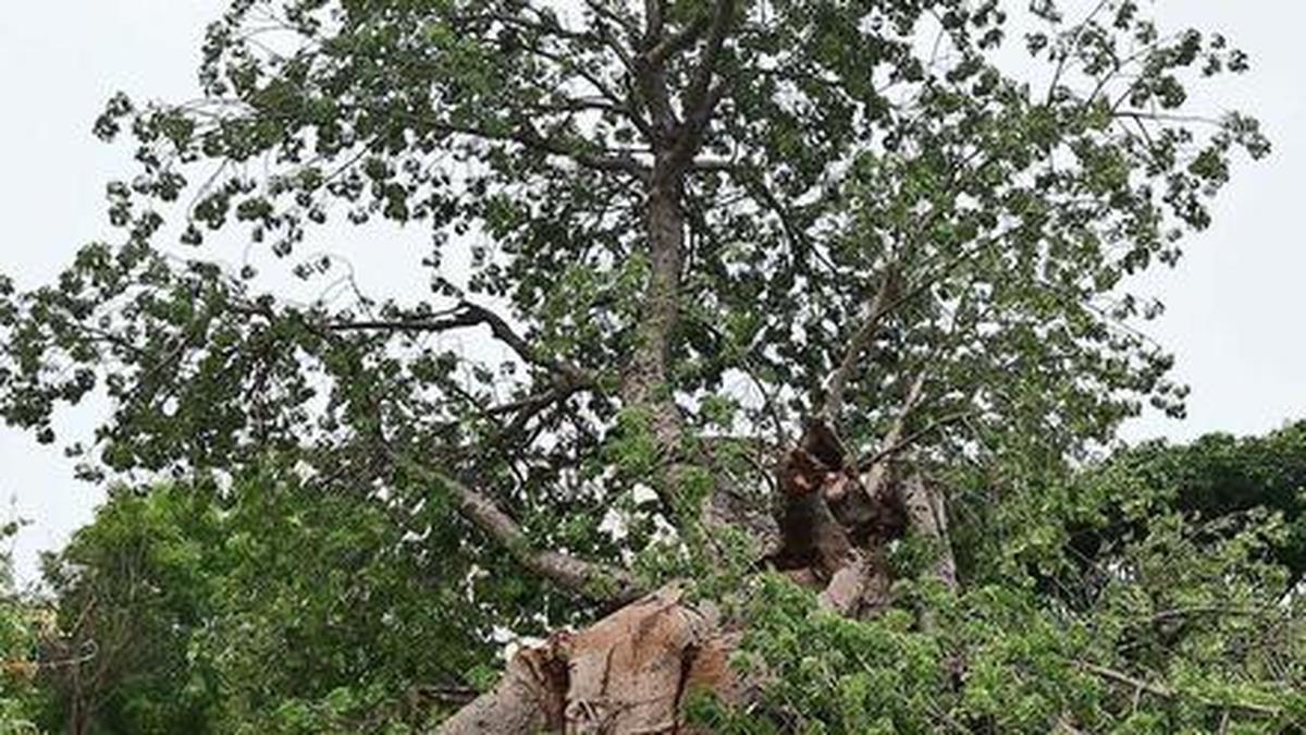 Centuries-old African Baobab tree collapses at Attapur - The Hindu