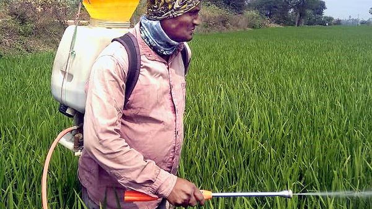 Rice blast disease reduces paddy yield in rabi season - The Hindu