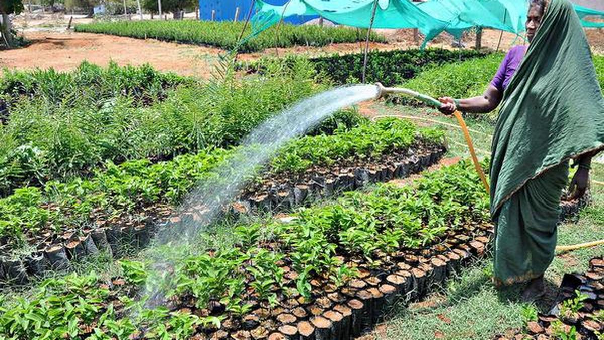 Haritha Haram implementation may take a hit - The Hindu