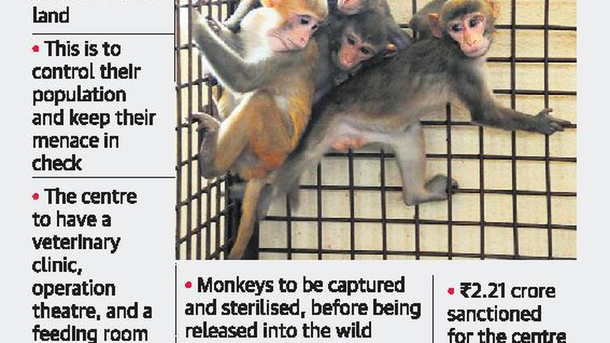 Rescue, rehabilitation centre for marauding monkeys - The Hindu