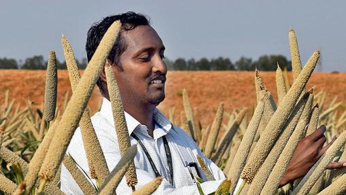 ICRISAT releases bio-fortified pearl millet varieties - The Hindu
