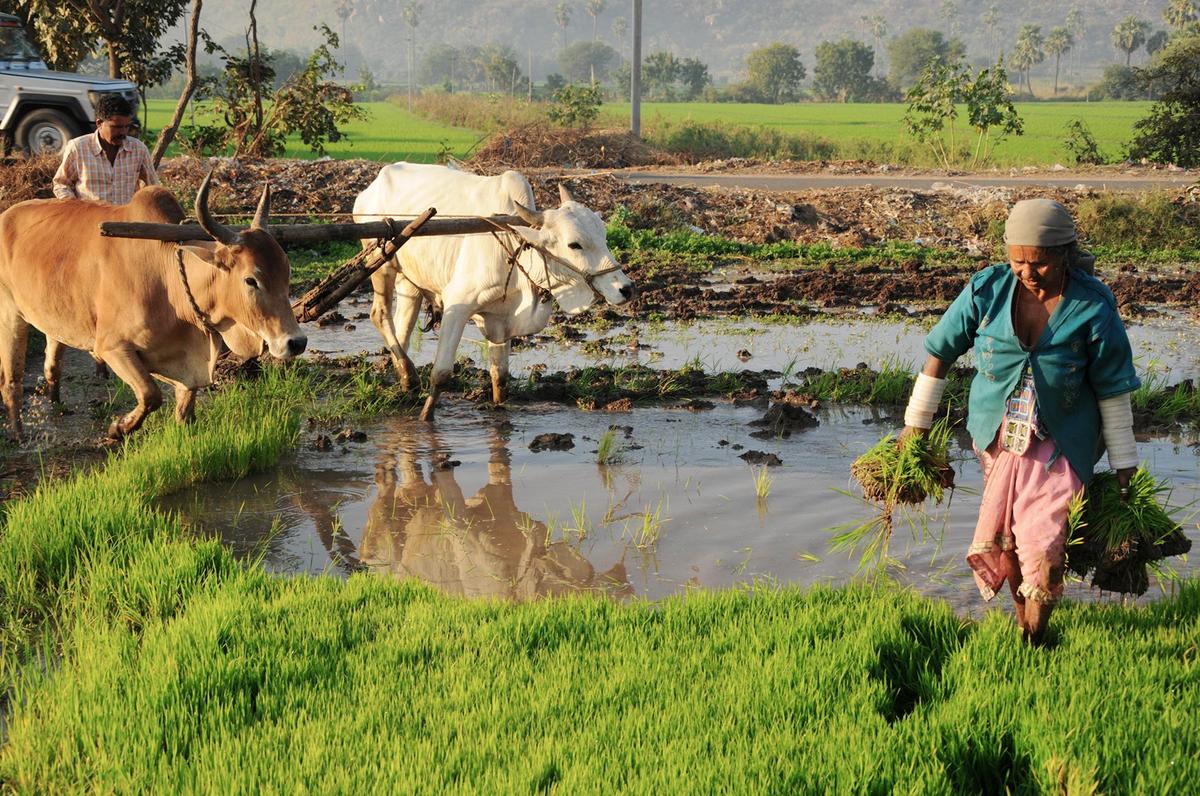 The PM-KISAN challenge - The Hindu
