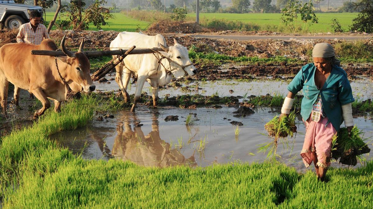 The PM-KISAN challenge - The Hindu