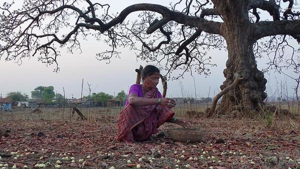 Adilabad sees the effects of dwindling forest - The Hindu