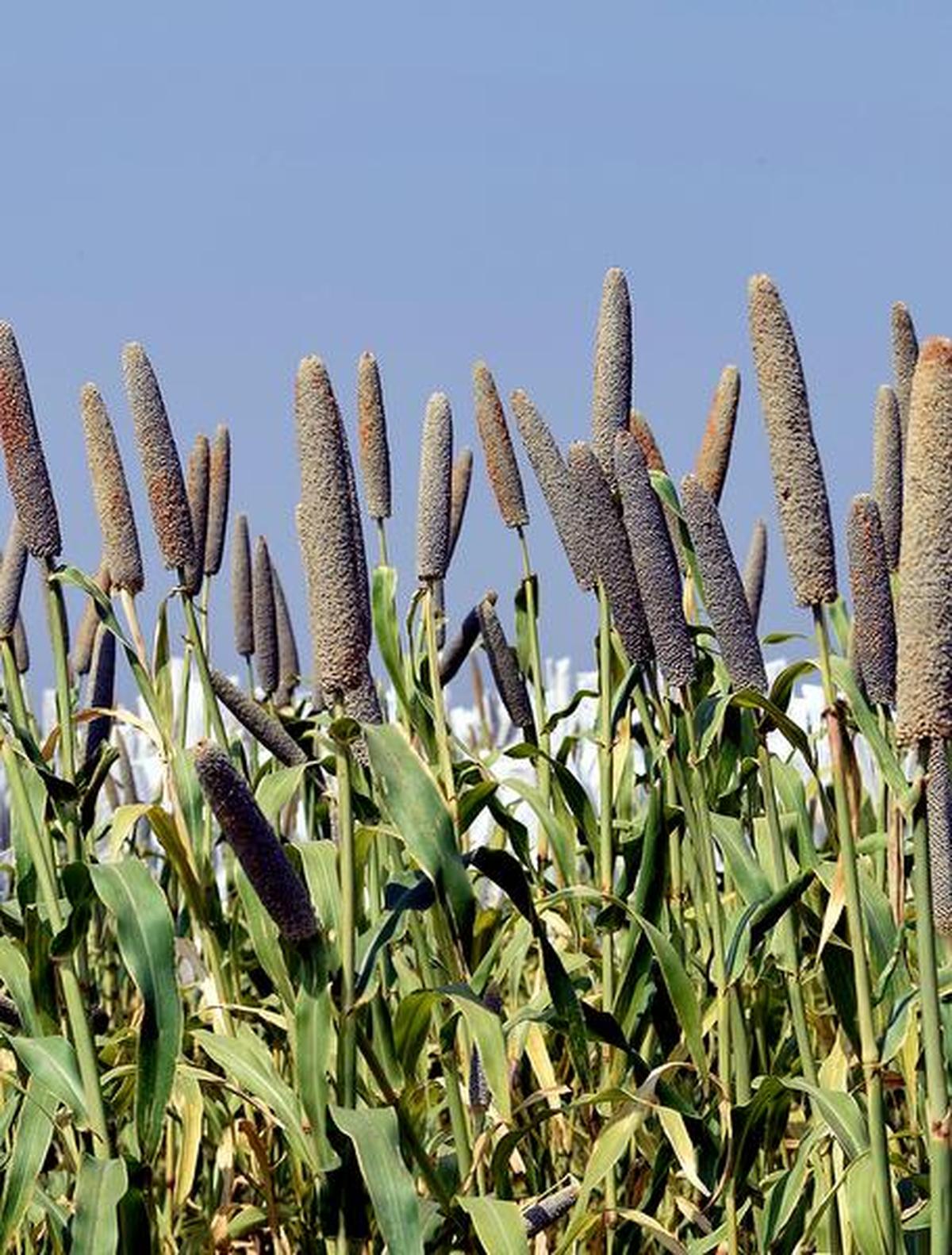 A big push for millet cultivation - The Hindu
