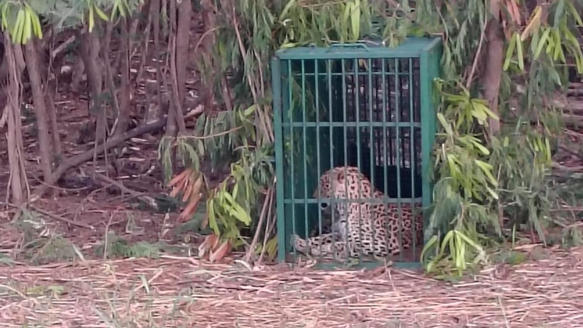 Forest Department traps leopard inside ICRISAT campus on Hyderabad ...