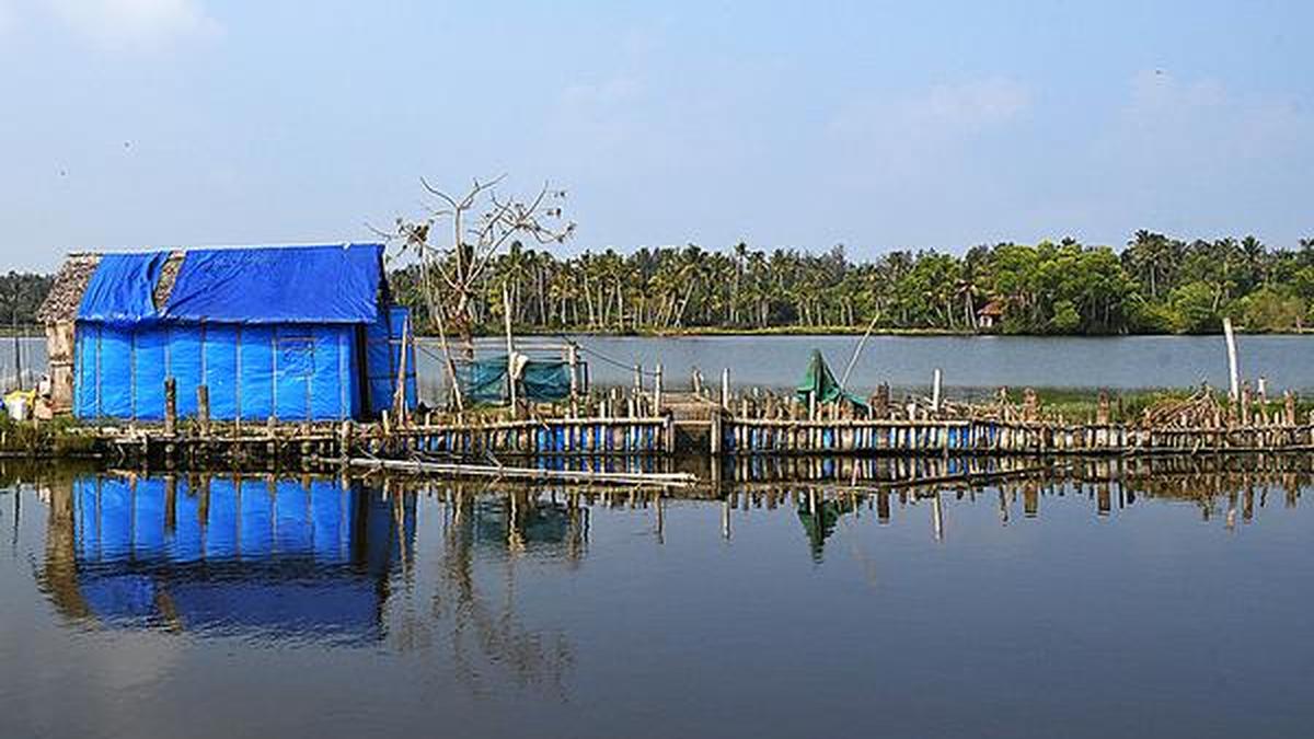 Post-floods, farmers happy with pokkali fish harvest - The Hindu