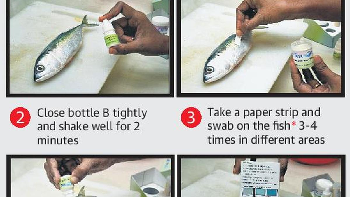 CIFT to popularise fish testing kits - The Hindu