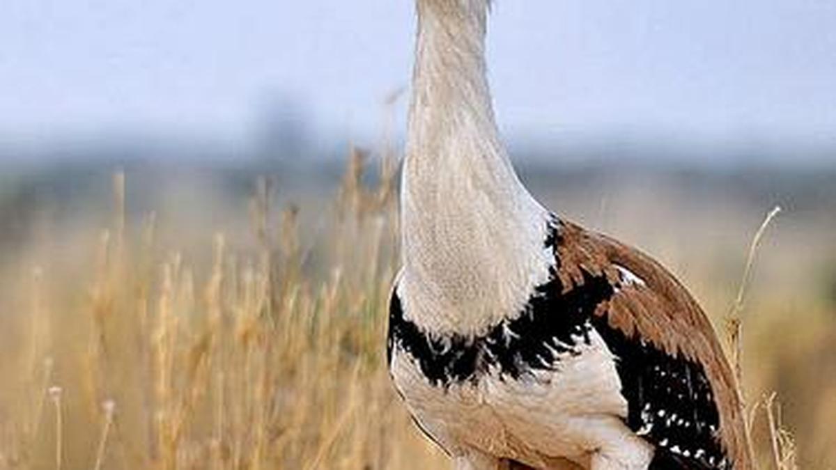 Citizen science project to record distribution of avian species - The Hindu