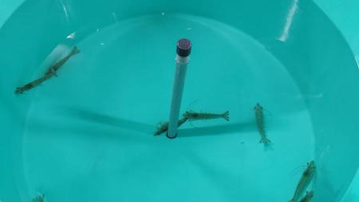 MPEDA facility receives whiteleg shrimp broodstock for quarantine - The ...