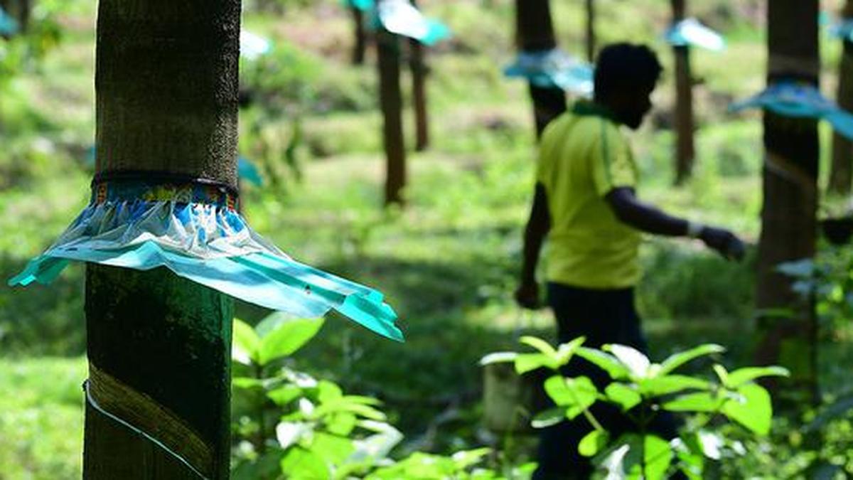 Rubber production gets a boost as prices rebound - The Hindu
