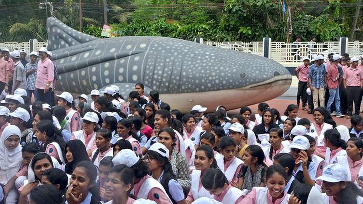 Campaign for protection of whale shark begins - The Hindu