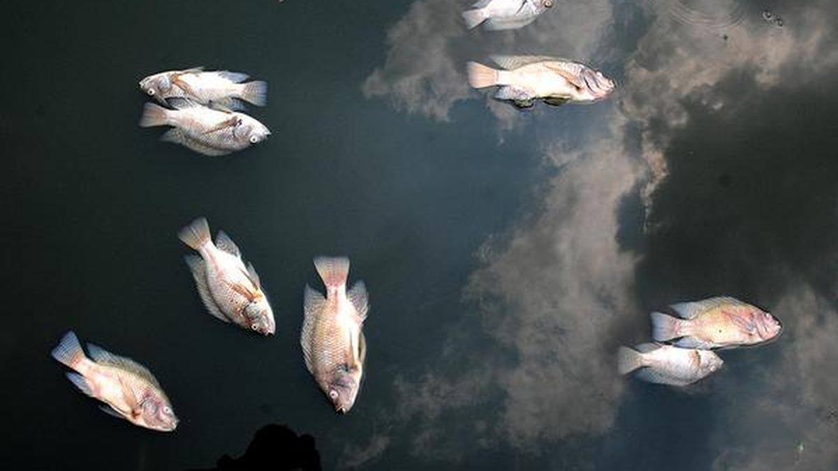Summer may trigger fish kills, colour change in Periyar - The Hindu