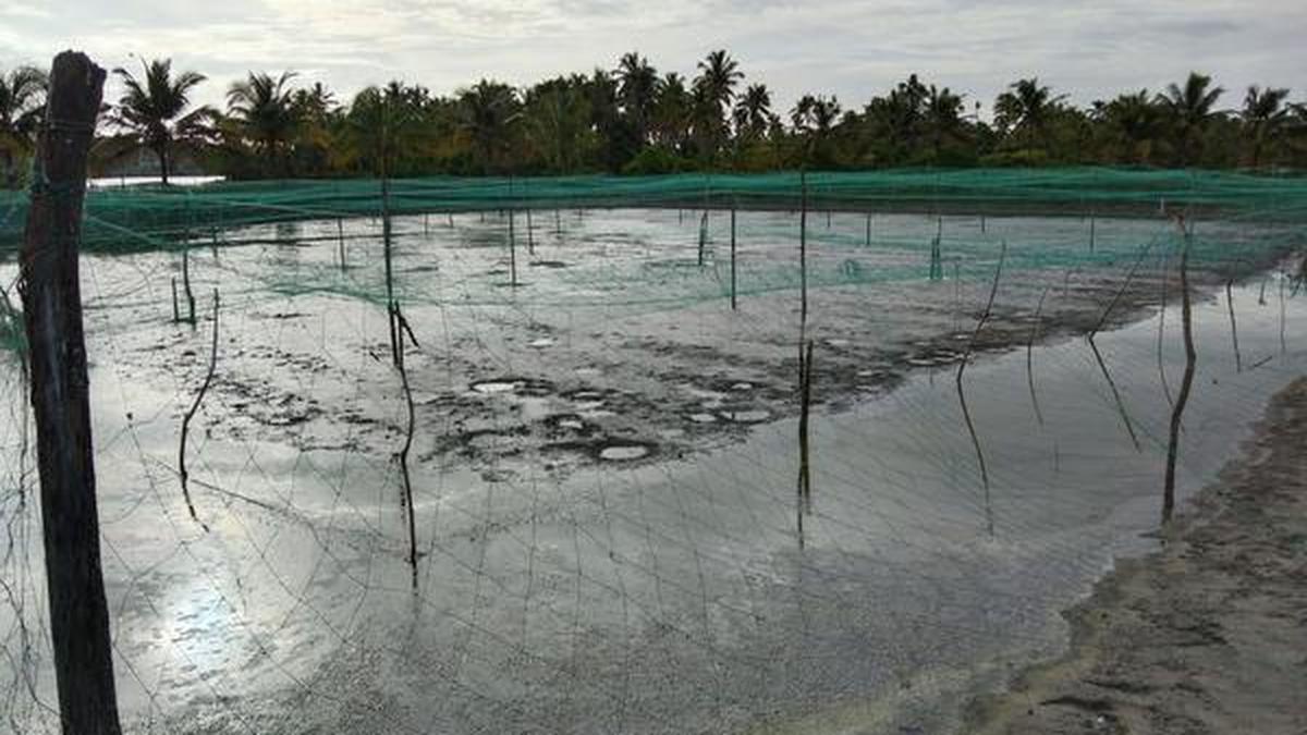 Pokkali fields at Chellanam come alive again - The Hindu