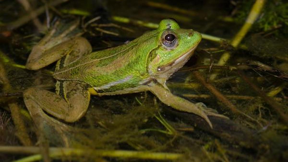 New species of skittering frog discovered from surroundings of ...