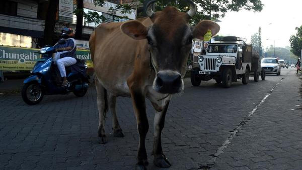 Wandering cattle in this Kerala panchayat to cost their owners dear ...