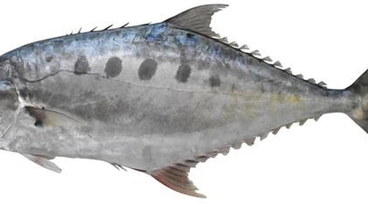 CMFRI identifies new fish in Indian waters - The Hindu