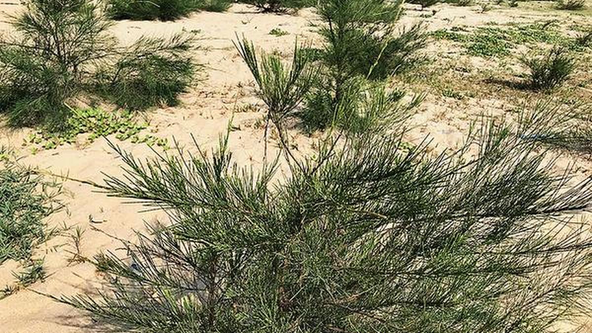 1.5-lakh Casuarina trees to be planted in coastal areas of Alappuzha ...
