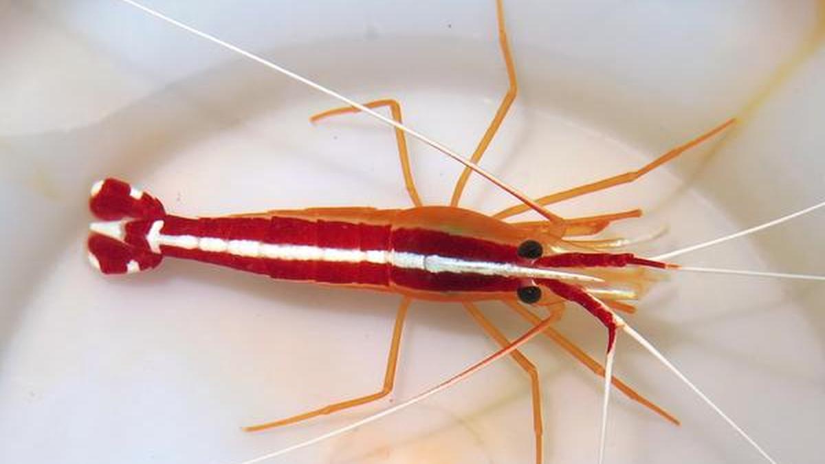 New marine ornamental shrimp species discovered in Lakshadweep - The Hindu