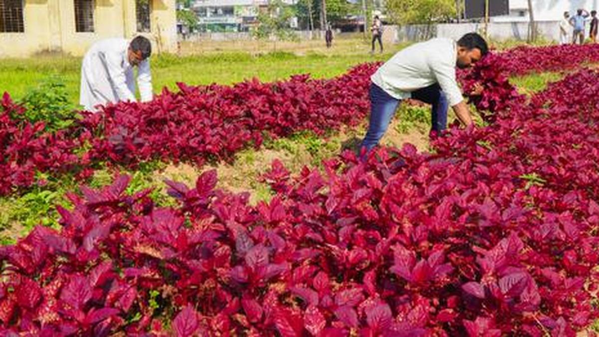 A farm that showcases 65 varieties of amaranthus - The Hindu