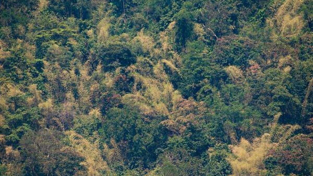 Neriamangalam forest awash with rare bamboo blooms - The Hindu