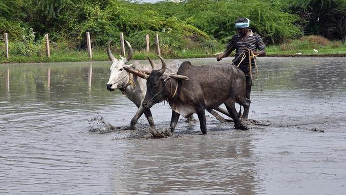 Thoothukudi gets ready to raise paddy on 10,000 hectares - The Hindu