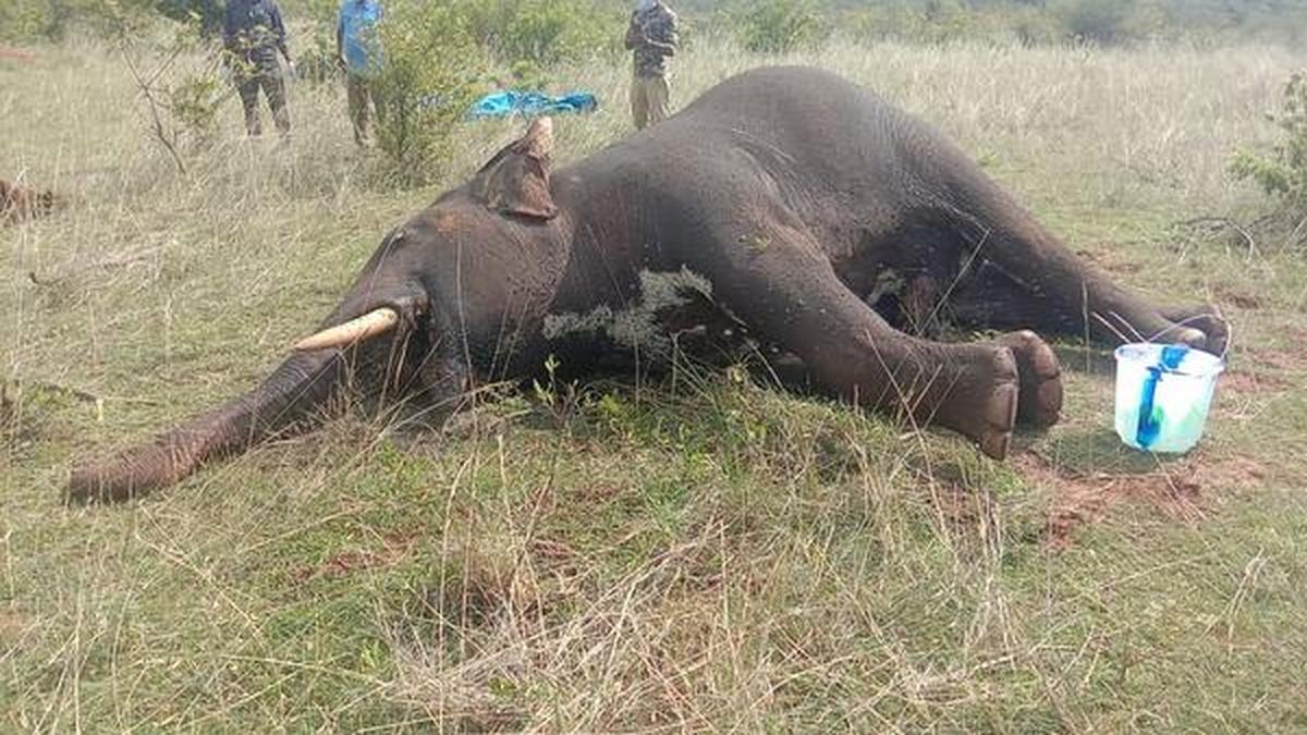 Elephant found dead - The Hindu