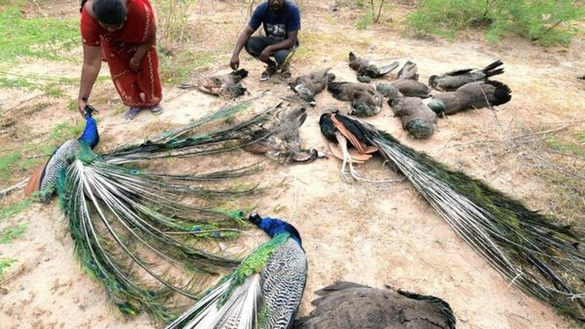 43 peafowl found dead in Madurai - The Hindu