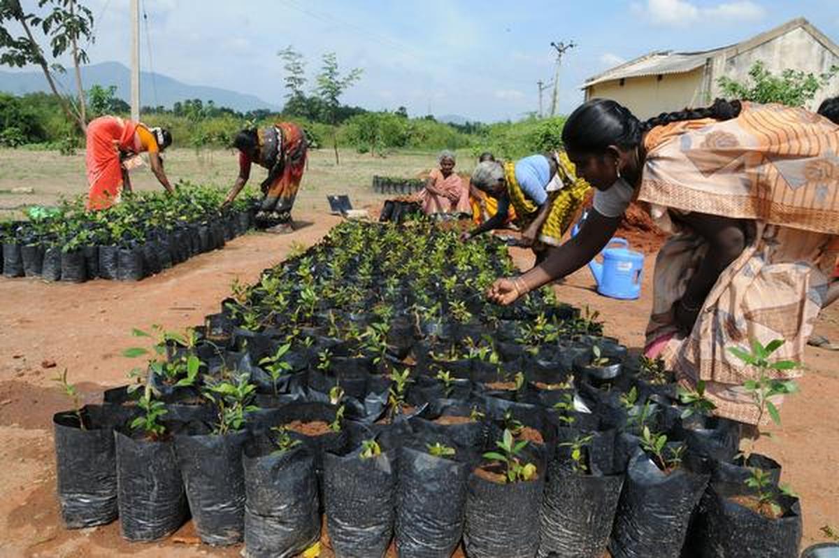 ‘Gift a sapling, make your marriage more memorable’ - The Hindu