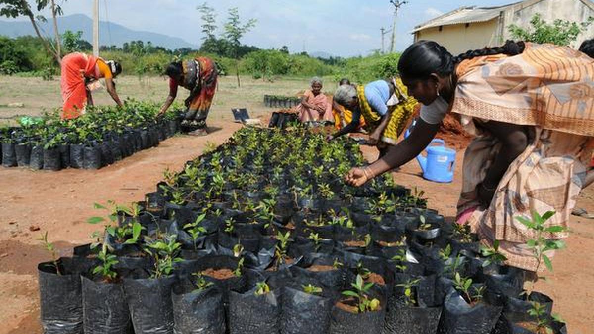‘Gift a sapling, make your marriage more memorable’ - The Hindu