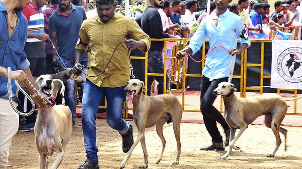 Native breeds steal the show - The Hindu