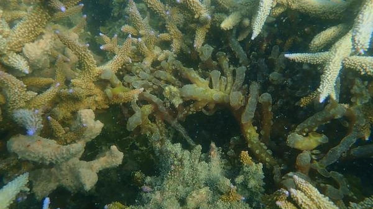 Exotic Kappaphycus seaweed poses threat to coral reef - The Hindu