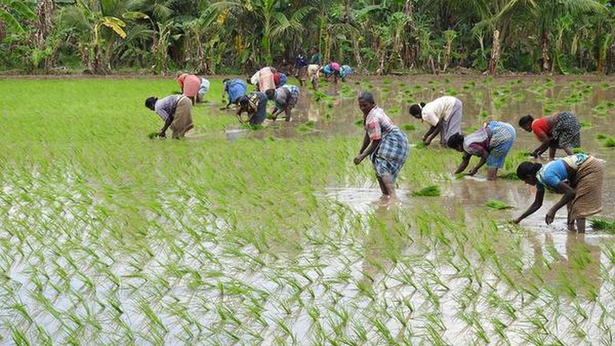 Paddy cultivation in full swing - The Hindu