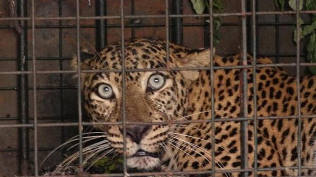 Leopard trapped - The Hindu